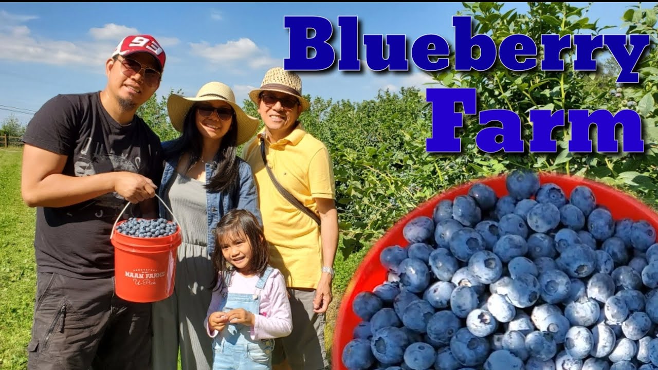 Ep15 BLUEBERRY FARM | BLUEBERRY PICKING | EXPLORE BC | BRITISH COLUMBIA ...