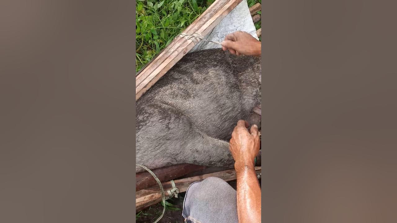 Jerat babi hutan dibulu cawang(1) - YouTube