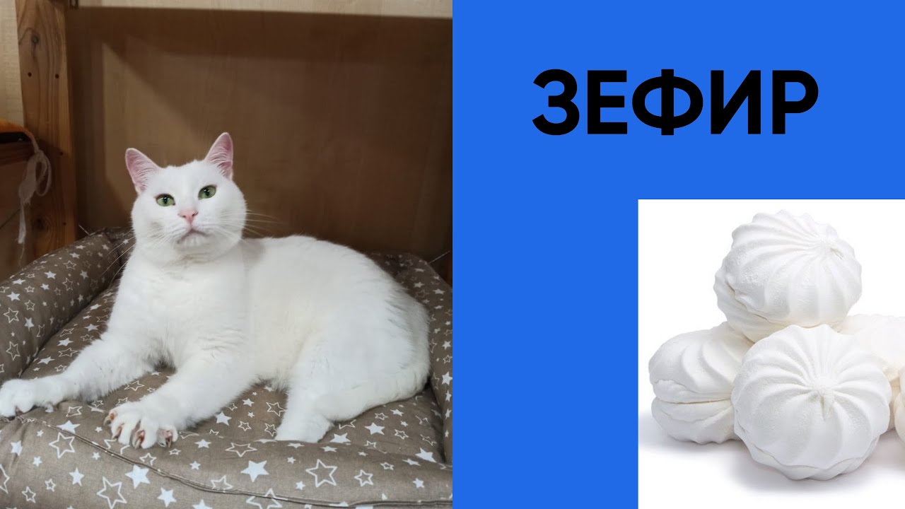 Наш Зефир (our cat Zefir) - YouTube