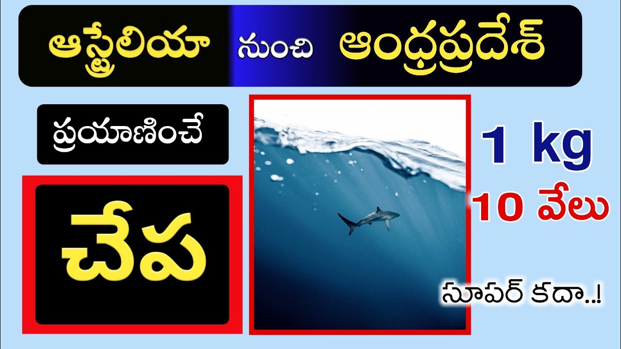 costly fish in india telugu | pulasa fish || పులస చేప || pulasa chepa ...