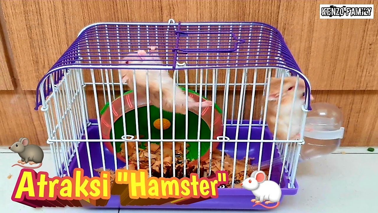 Atraksi "HAMSTER" Keren I 2 Hamster Lucu Beraksi - YouTube