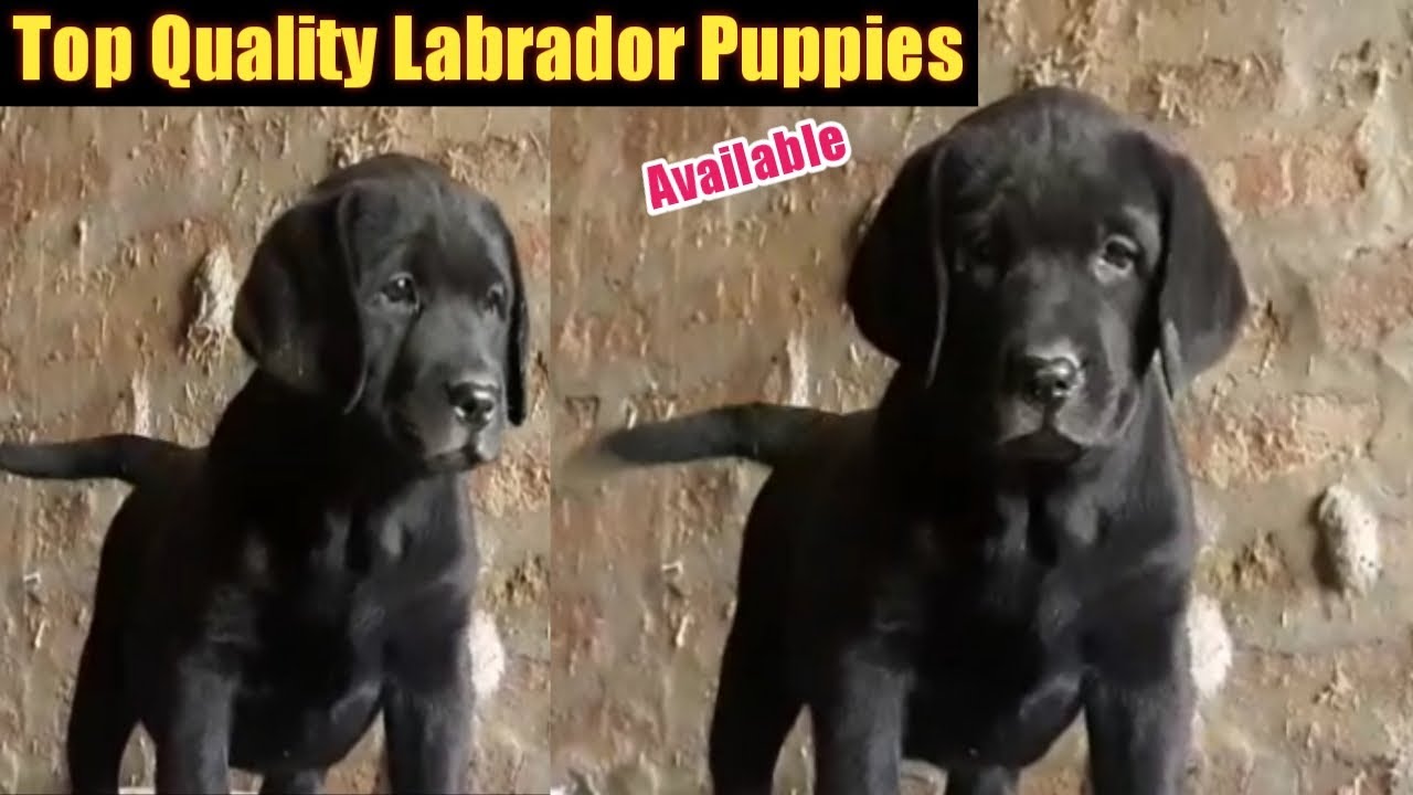 Top Quality Labradors Labrador Retriever Puppy Available || Dog Helper ...