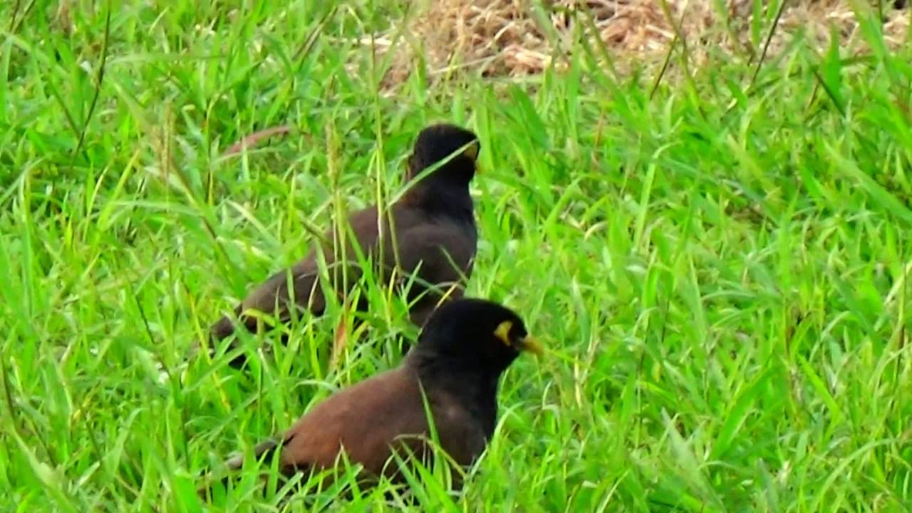 Indian Birds | Shalik Birds Are Enjoying Their Good Times At Vitoria ...