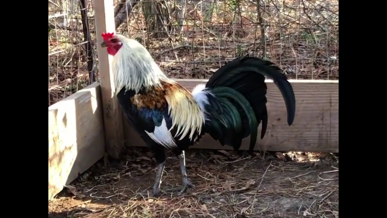 Hermoso Grio Clemons de Buchos Gamefarm - YouTube