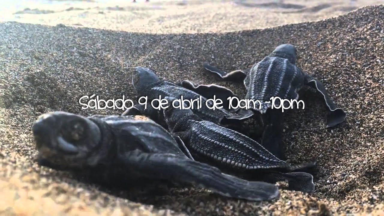 11mo Festival del Tinglar - 2016 - YouTube