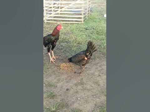 pakoy Brutal - YouTube