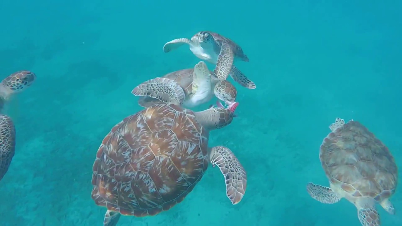 Swimming with Sea Turtles on Curacao - Fighting over Food - YouTube