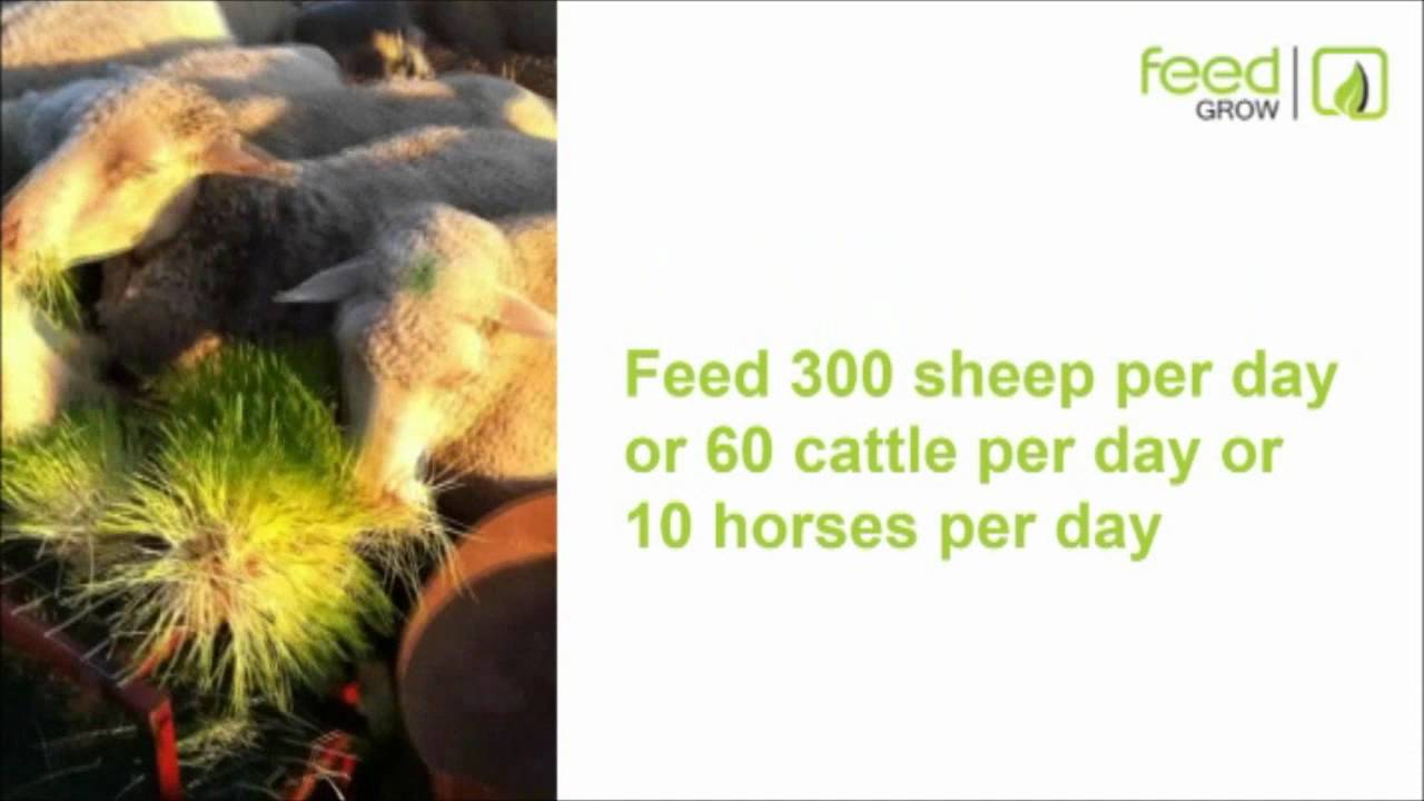 FeedGROW - Feed producing container - YouTube