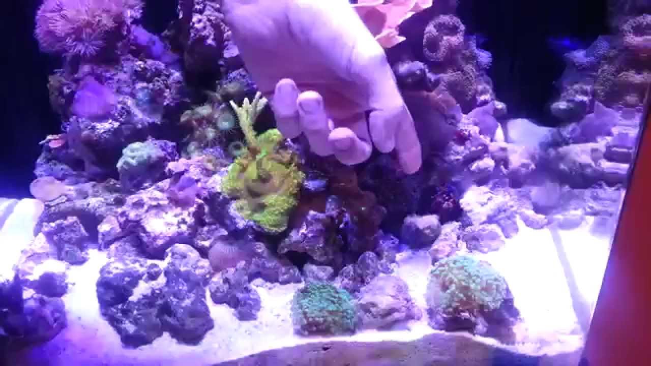 O. scyllarus interaction - YouTube