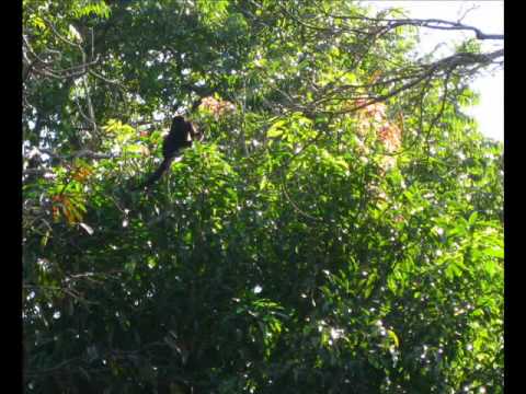 Tuxtla (Zoológico: Zoomat), Chiapas - YouTube