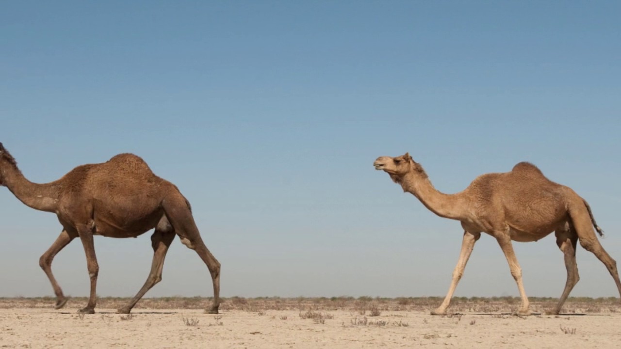 The Maldharis of Kutch - YouTube