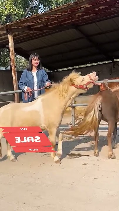 The Science Behind Successful Horse Breeding 178 - YouTube