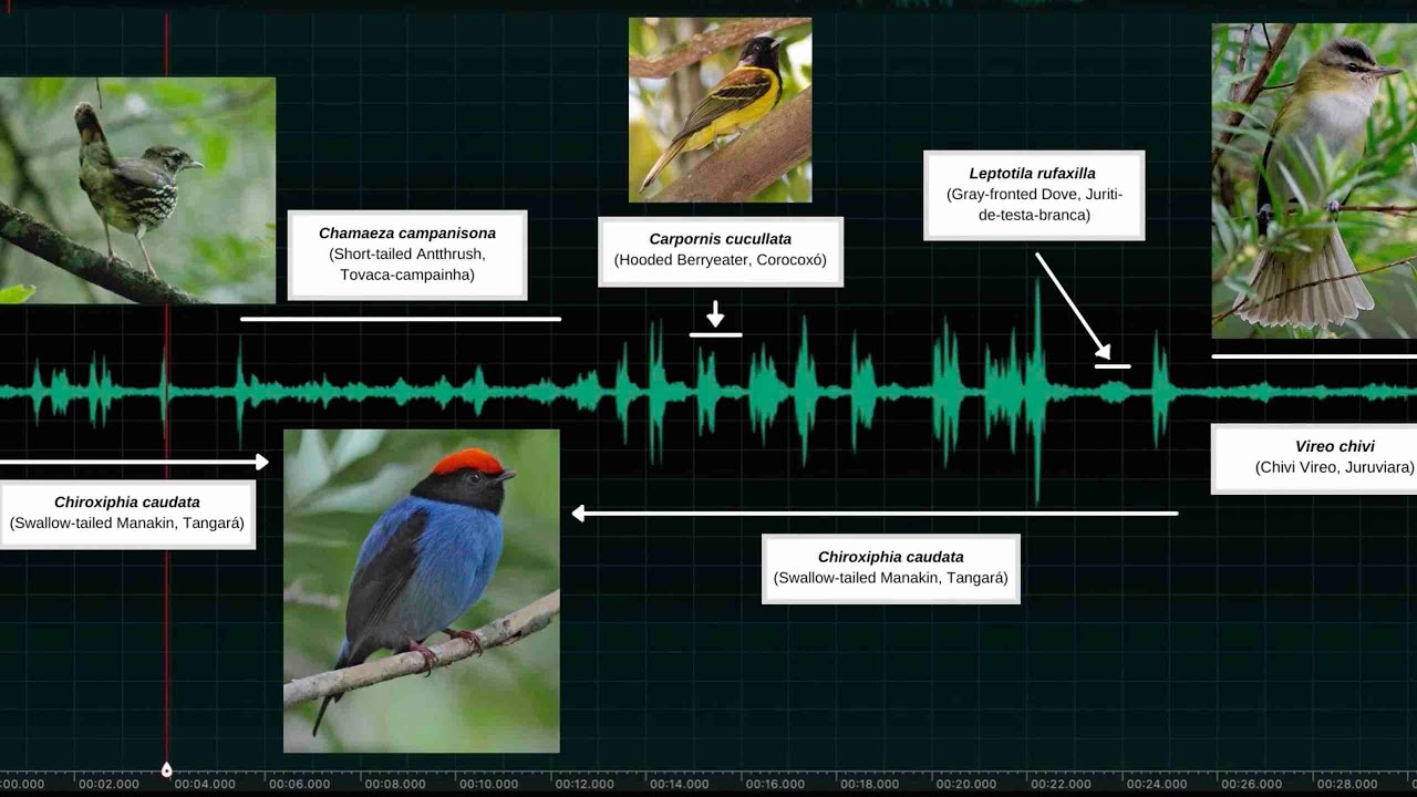 Soundscape: Birds in the Atlantic Forest - YouTube