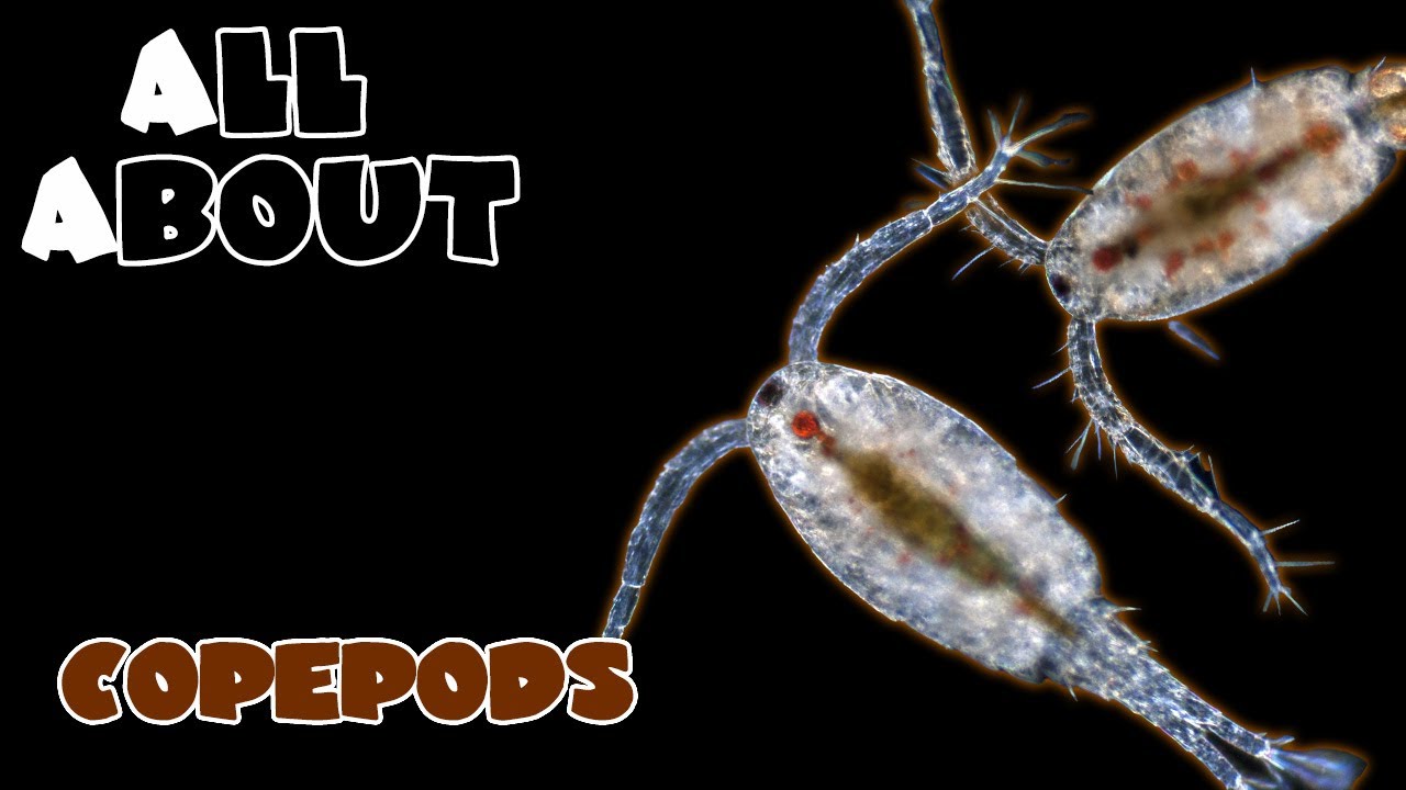All About The Copepods - YouTube