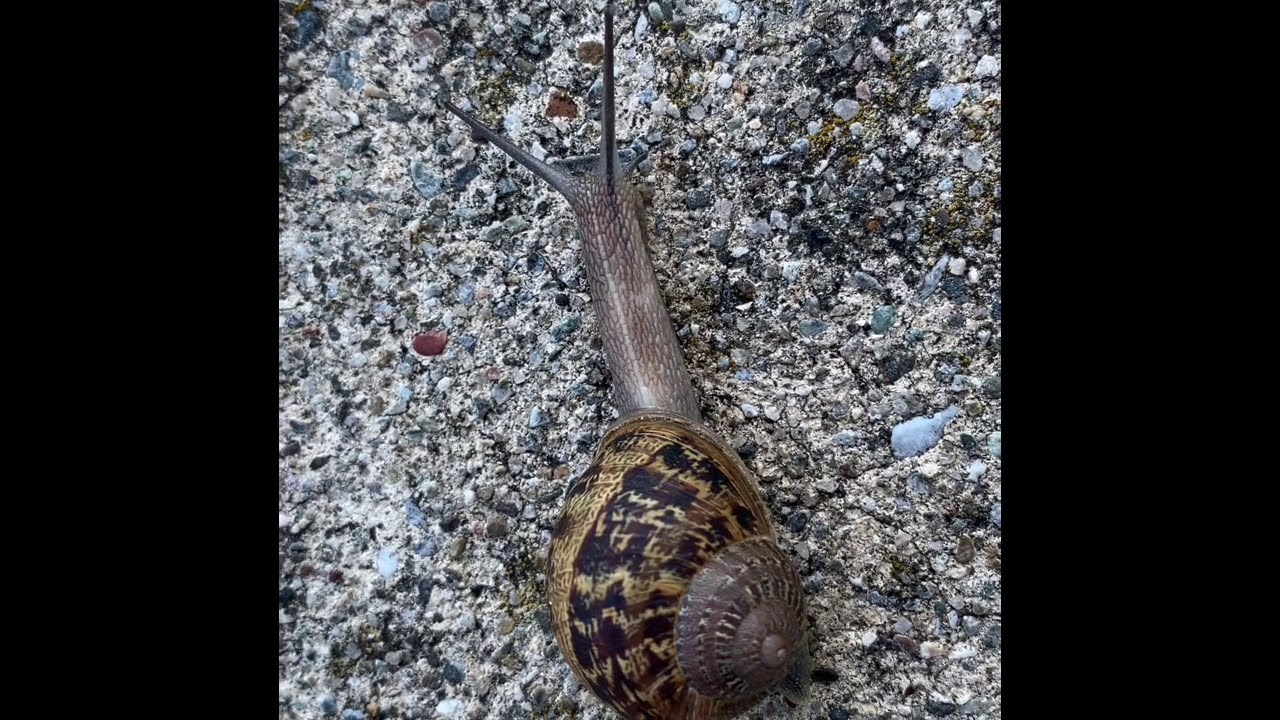Snail with few dance moves - YouTube