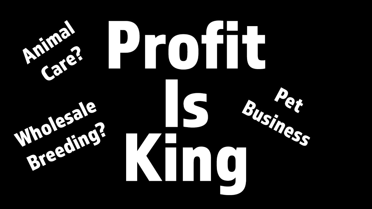 Reptile Business: About the animals or the Profit? - YouTube
