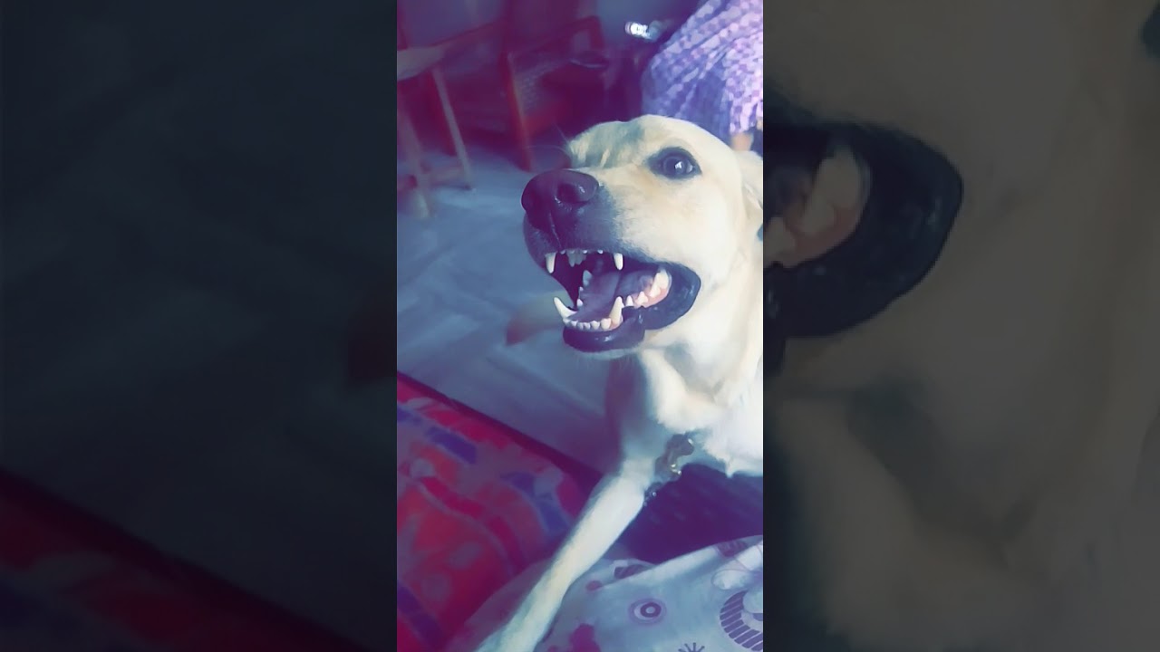 DOG BARKING ANGRY LABRADOR| dogs bark - YouTube