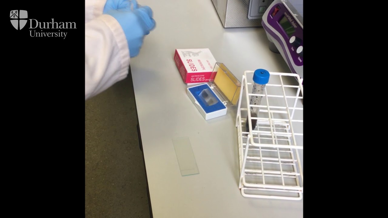 Durham University Bioarch Bites: Pollen analysis - YouTube