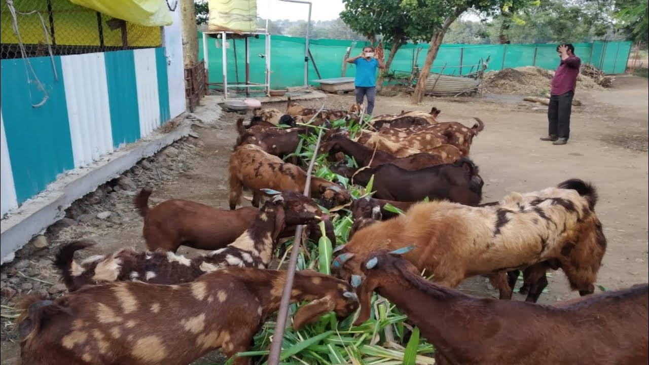 Big Sirohi Goat's For Sale🔥| Modern Goat Farming | Bakripalan - YouTube