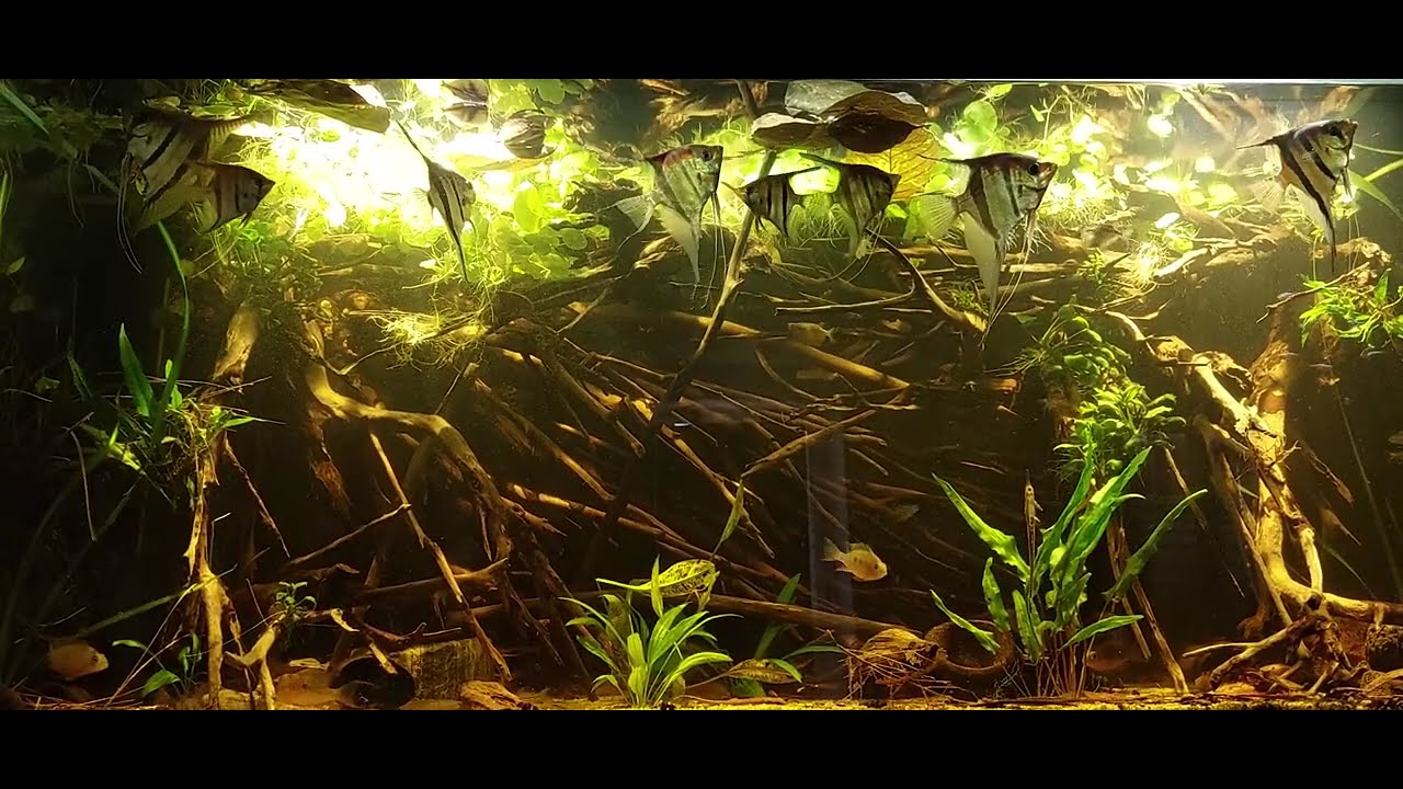 Amazon tank part 2 - YouTube