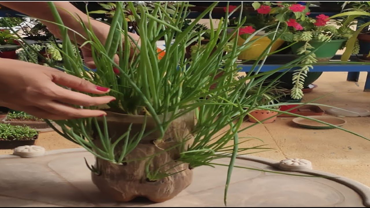 Easy Method to Grow Spring Onion (Scallions) in a Plastic Bottle ...
