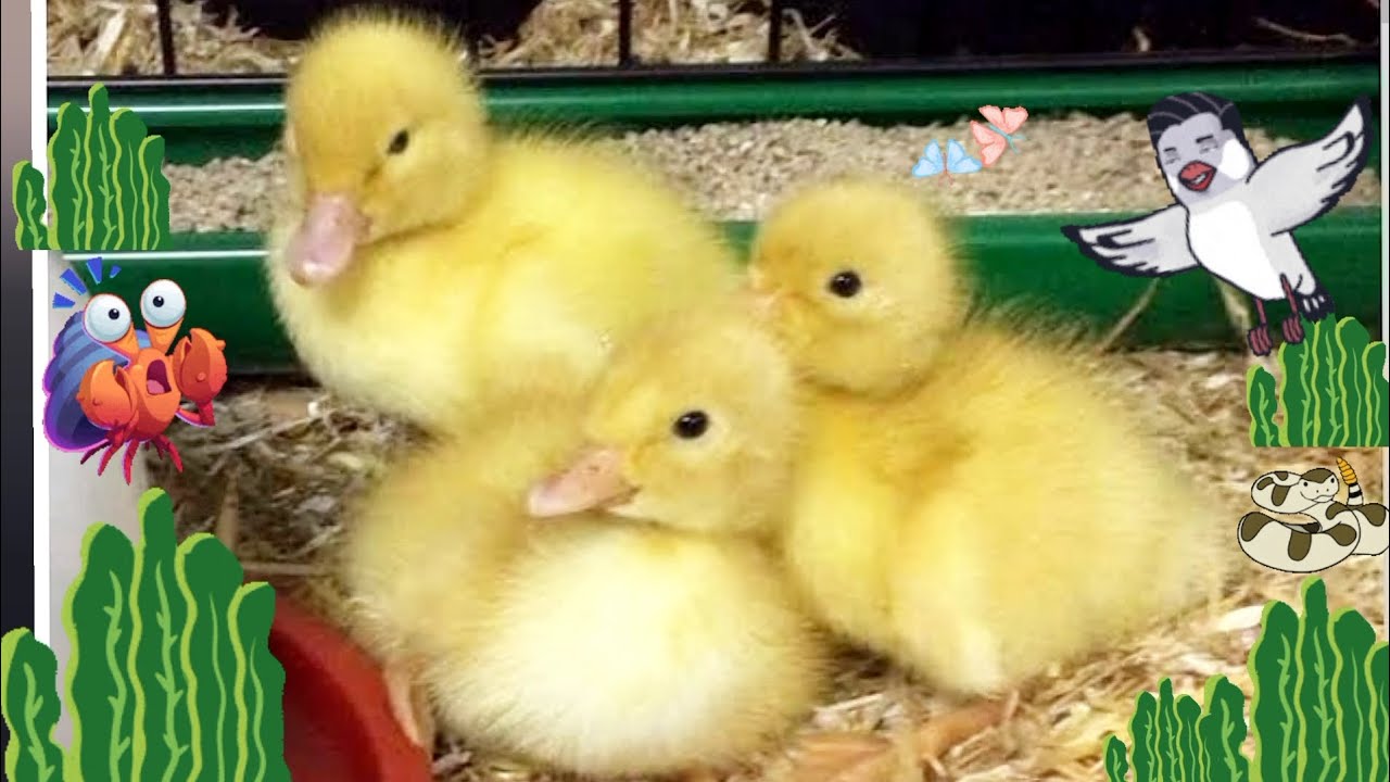 the cuteness of two ducks playing together during the day ( part 62 ) 🦆 ...
