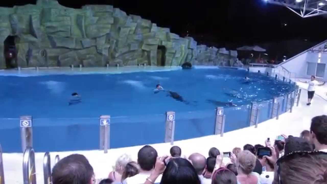 DOLPHINARIUM IN BATUMI - GEORGIA (ბათუმის დელფინარიუმი) - YouTube