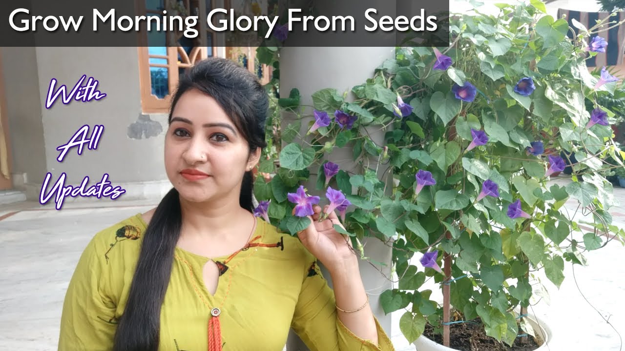How to Grow Morning Glory from Seeds | Morning Glory | Flowering Vine ...