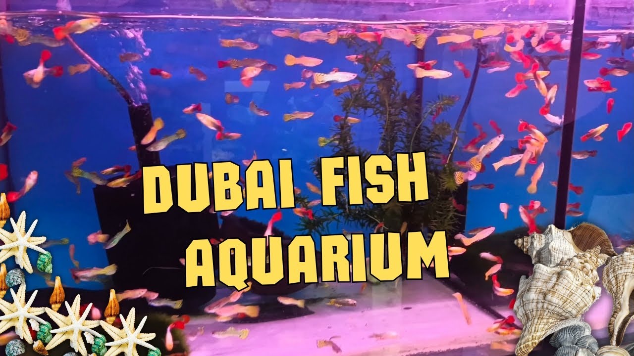 Dubai Fish Aquarium Shop Vlog | Al Karama | May Fish & Fresh Flowers ...