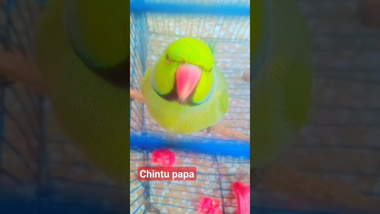 papa🦜#parrot #parrotsounds #viral #birds #funny #youtube #india #video ...