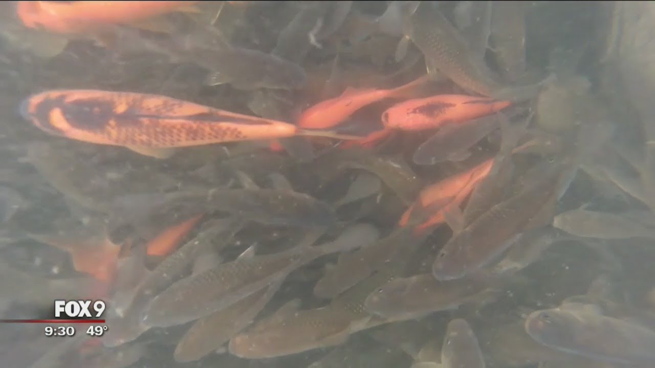 Thousands of goldfish invading inlet of Chaska, Minn. lake - YouTube
