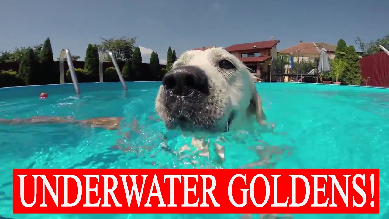 Best Breed Ever! Amazing Golden Retriever compilation playing, swimming ...