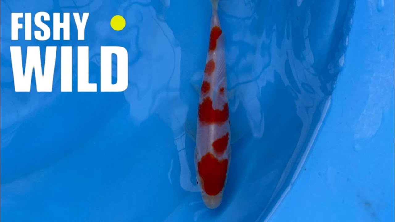 Ultimate Guide to Stunning Koi: Expert Tips and Breathtaking Footage ...
