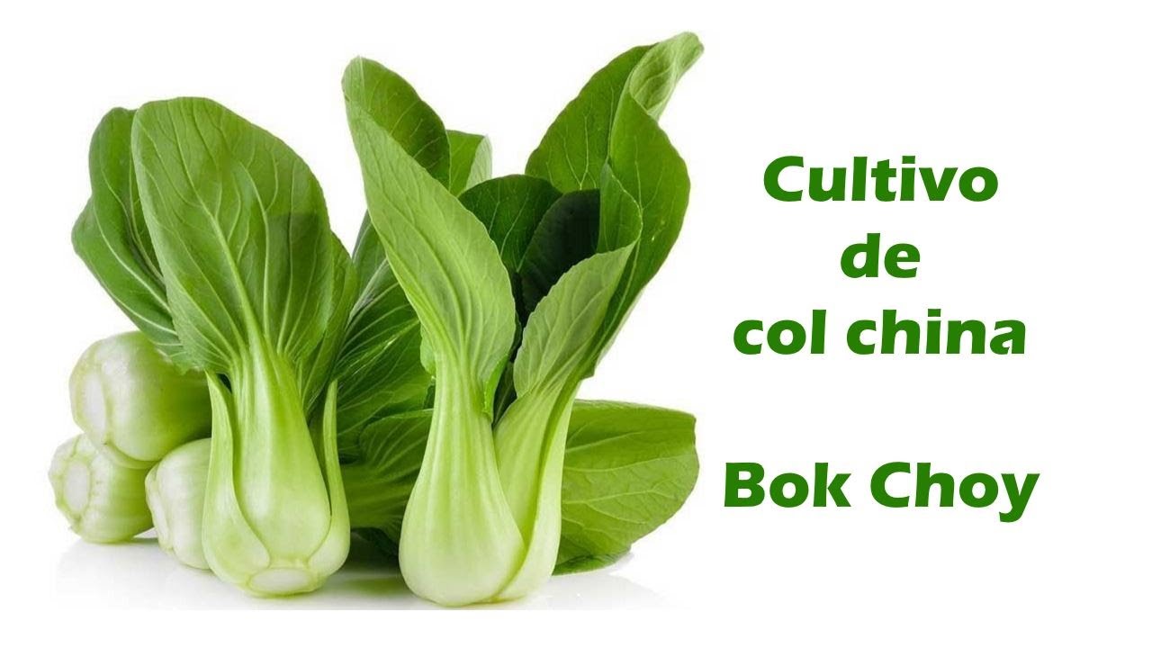 Como Cultivar Col China (Bok Choy) || Tu Huerto fácil || #bokchoy - YouTube