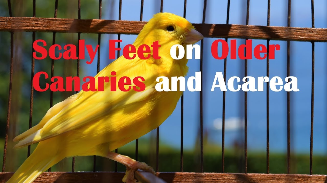 Scaly Feet on Older Canaries and Treatment - YouTube