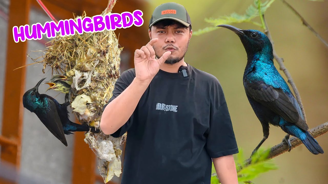 Hummingbirds এসেছে ছাদে 😍 - YouTube