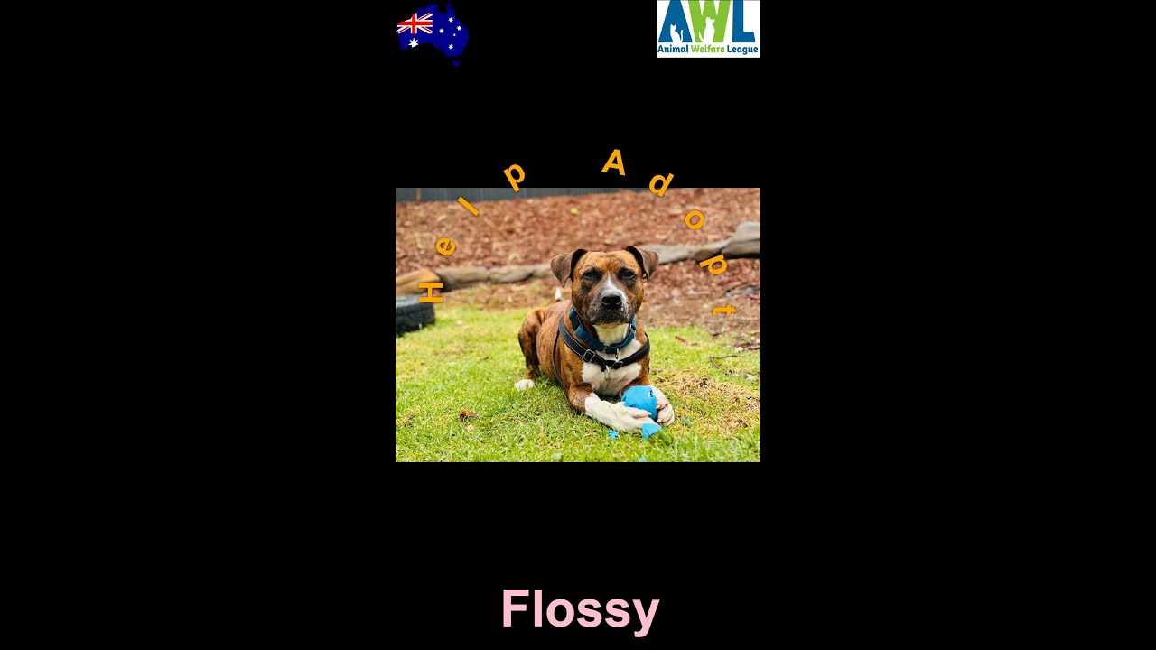 🐾Flossy has been adopted! Dog / Australia / Wingfield / Animal Welfare ...