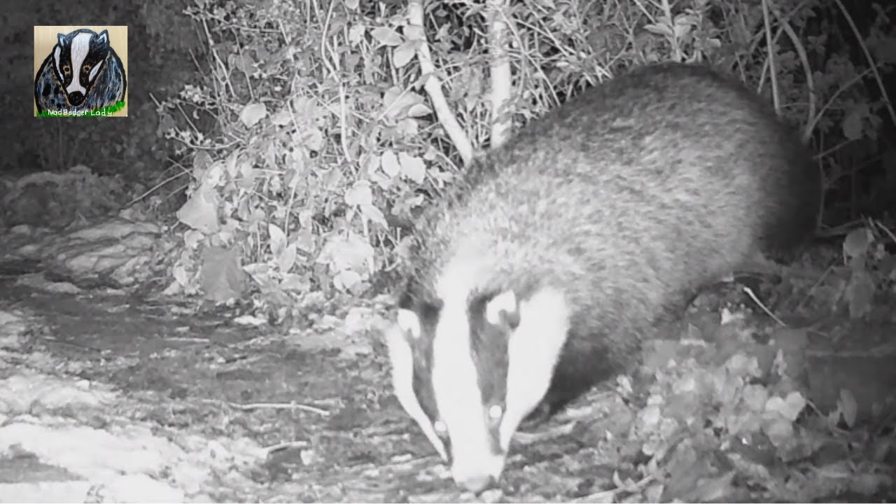 Badgers Venture Out into the Cold - YouTube
