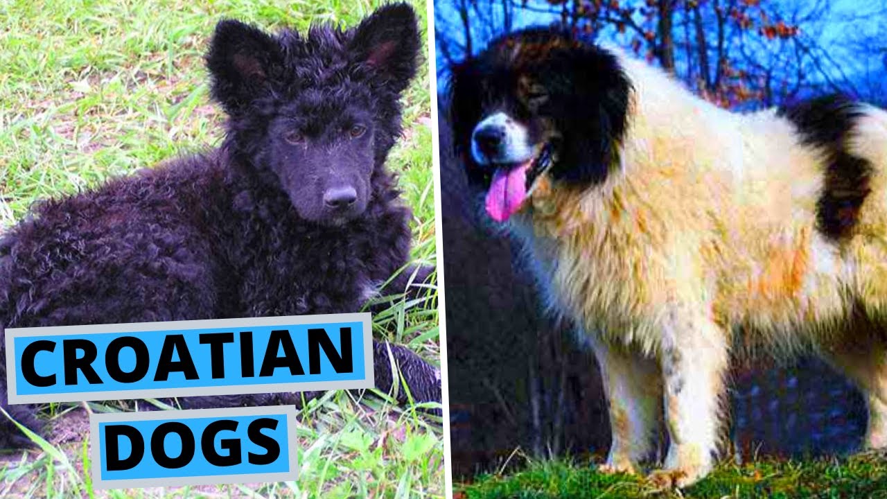 ALL Croatian Dog Breeds List - YouTube