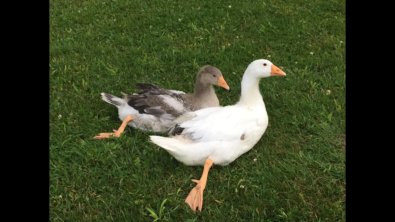 What we learned about raising geese! - YouTube