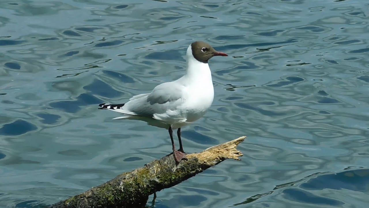 Chill bird vibing - YouTube