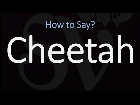 How to Pronounce Cheetah? (CORRECTLY) - YouTube