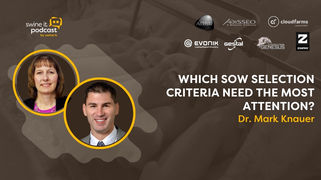 Dr. Mark Knauer: Sow Selection Criteria | Ep. 154 - YouTube