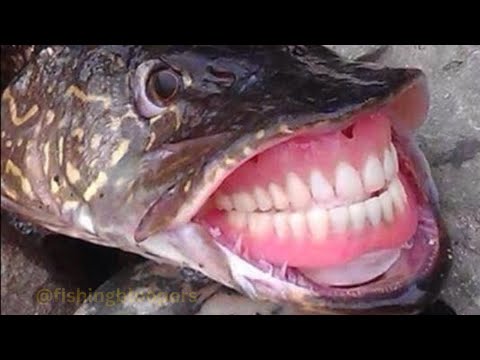 Fishing Bloopers Ross - Compilation - YouTube
