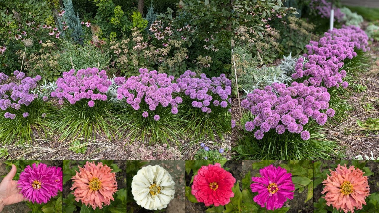 Millenium Alliums are Blooming ! & a New Garden Bed Tour | Serenity Now ...