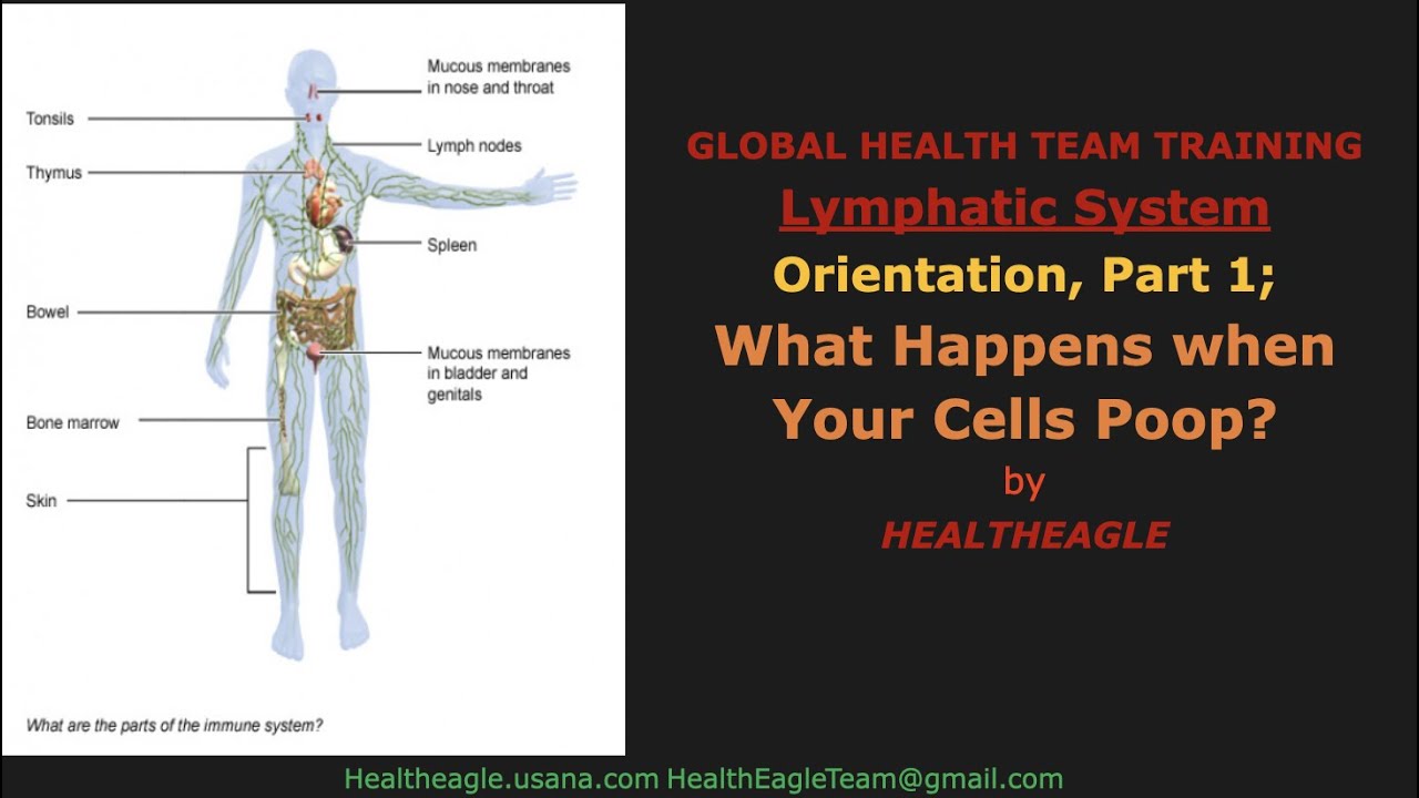 What Happens When your Cells Poop? Lymphatic System Orientation Part 1 ...