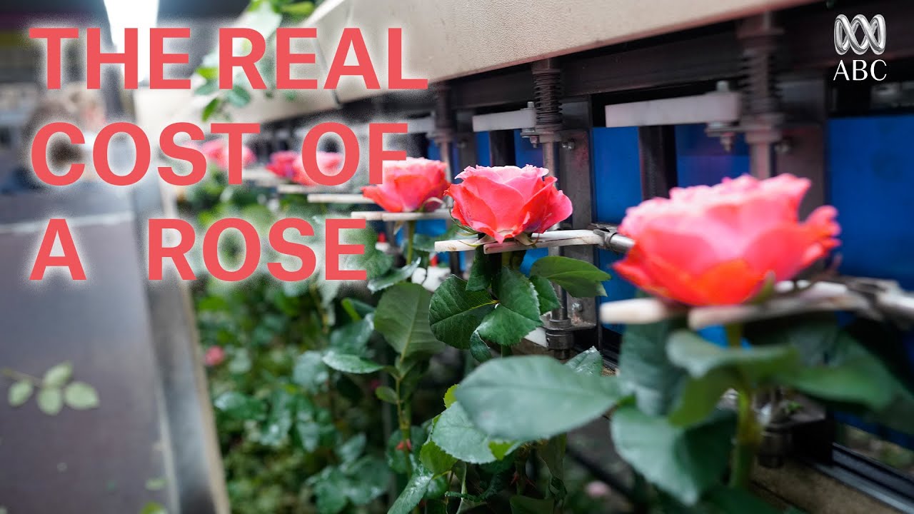 The Real Cost Of A Rose | Preview - YouTube