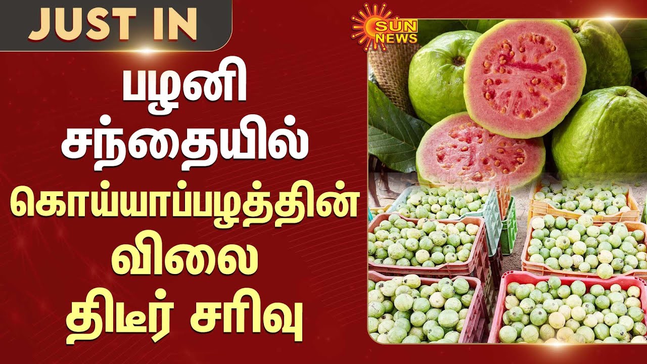 Guava Price Dropped | Palani Market | TN Farmers | Fruits | Sun News ...
