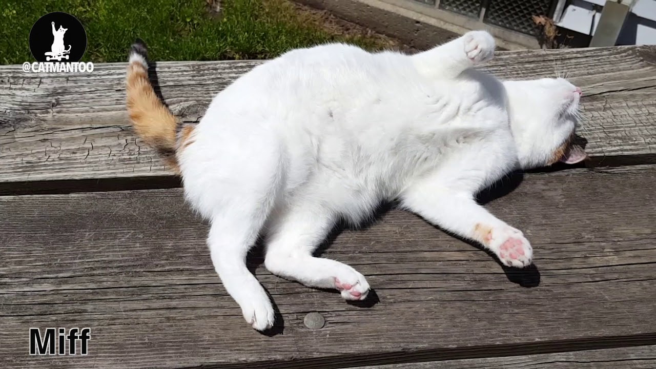 48 FUNNY, ADORABLE or AMAZING CATS! - YouTube