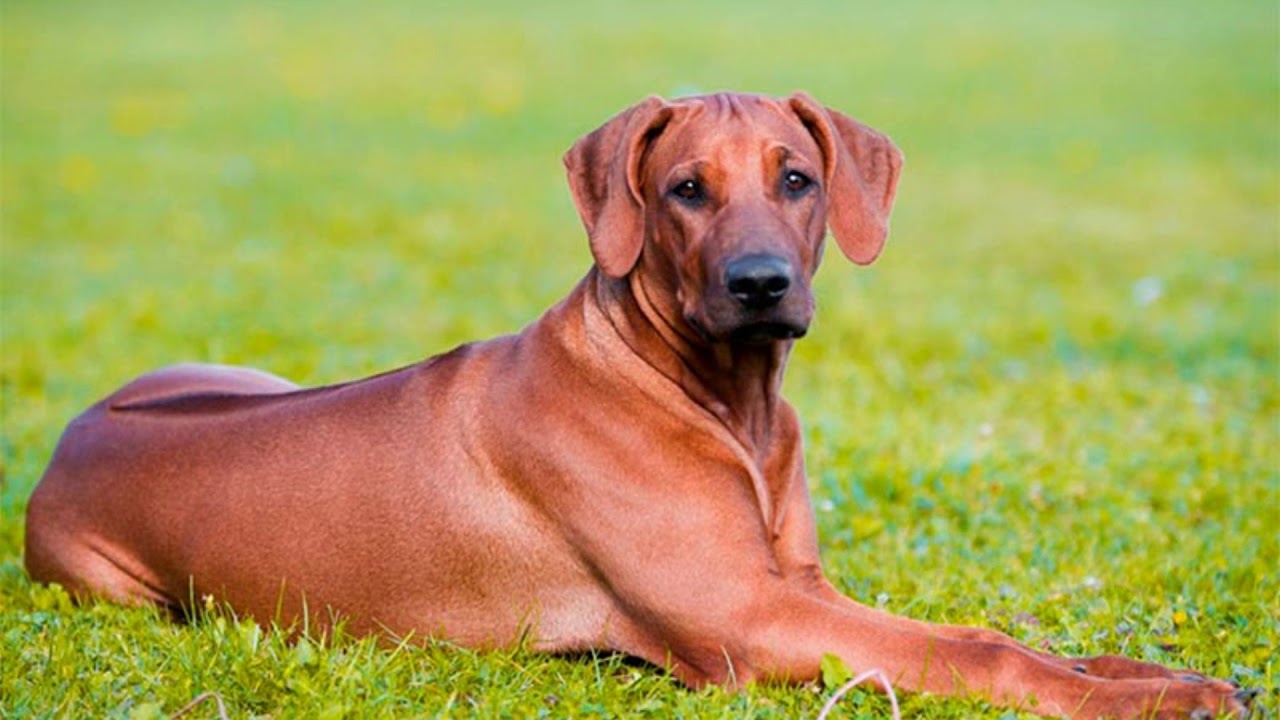 Todo sobre el "Rhodesian Ridgeback" - YouTube